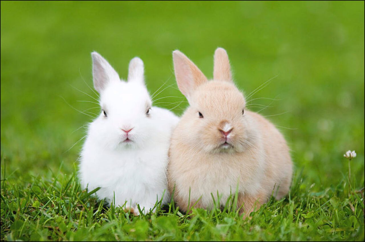 If You Chase Two Rabbits, Both Will Escape - Green Infrastructure ...